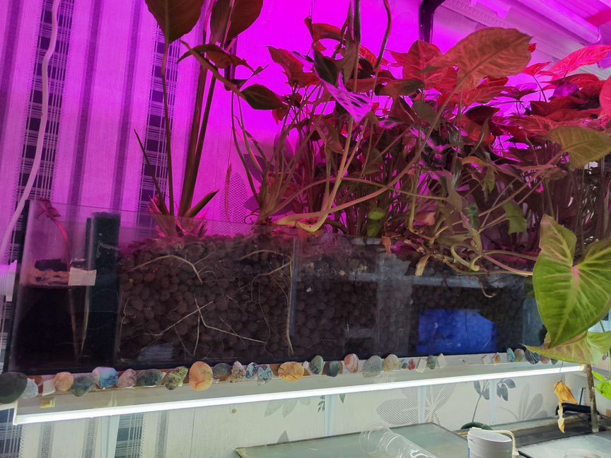 Фитофильтр