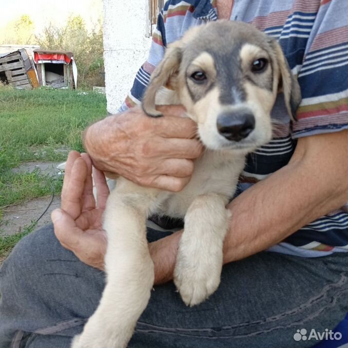 Малыш щенок в добрые руки, мальчик