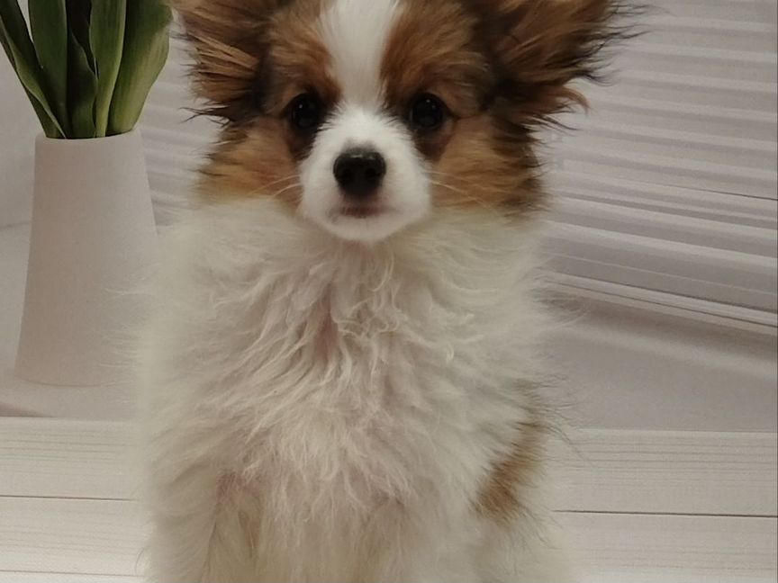 Щенки папийона