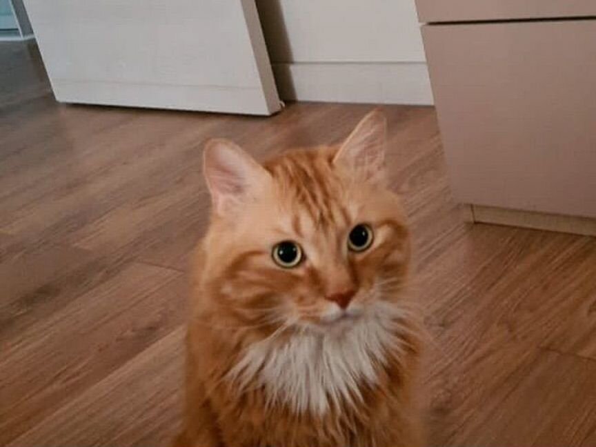 Кот курильский бобтейл (не кастрирован)