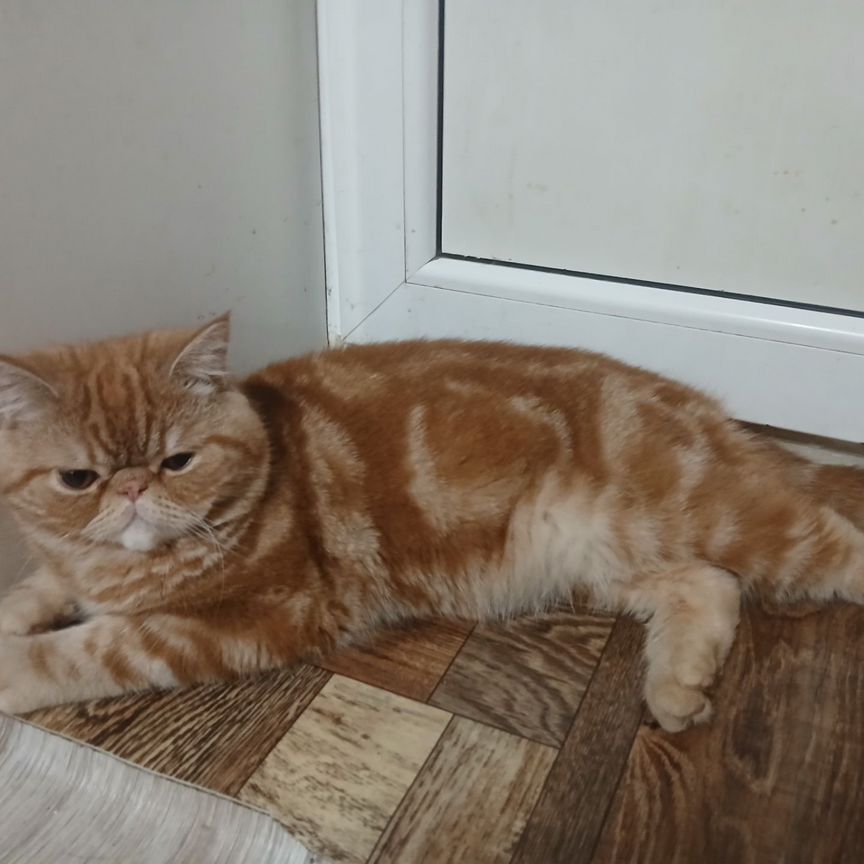 Кот экзот