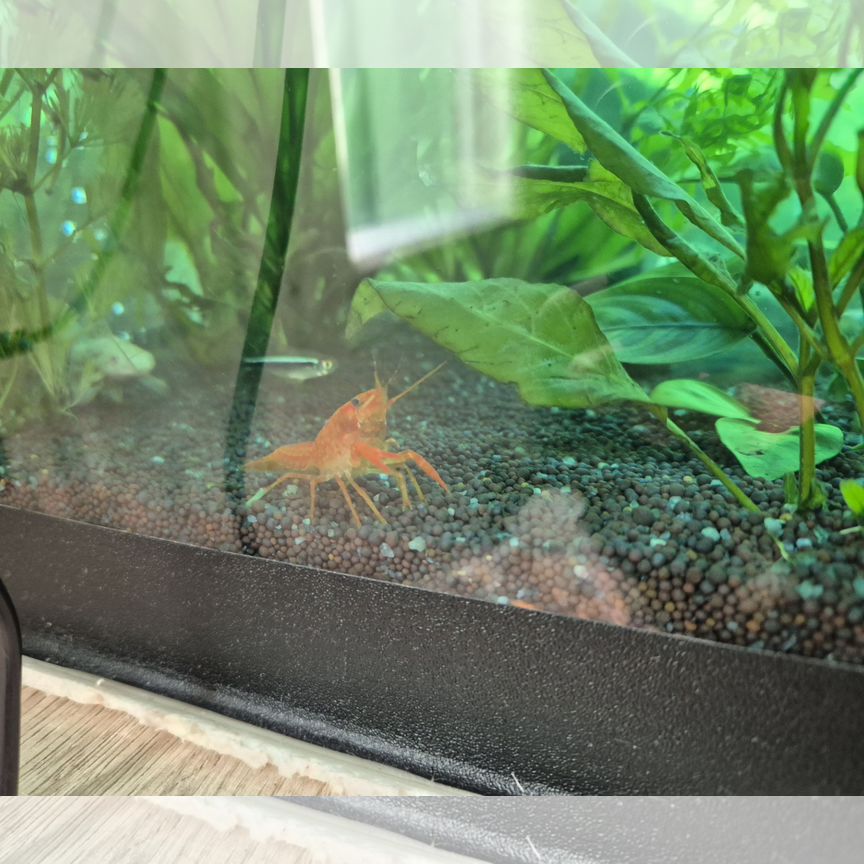 Калифорнийский рак