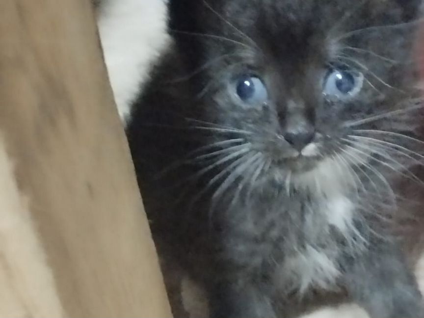 Кошка