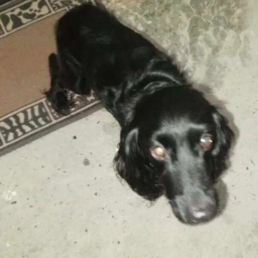 Английский кокер-спаниель, взрослый пёс