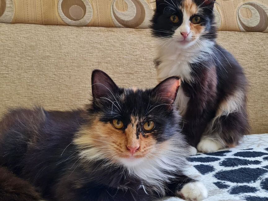 Норвежская лесная