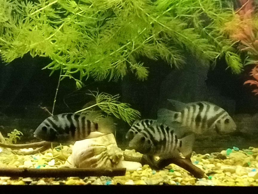 Аквариумные рыбки отдам бесплатно