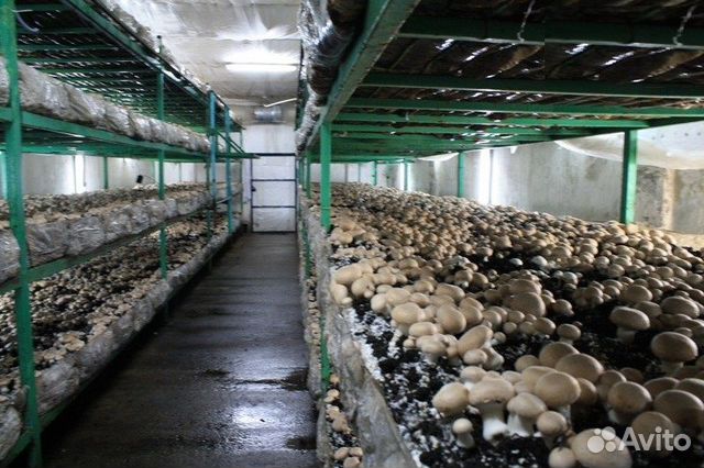 Готовые компостные грядки шампиньонов купить в Красноярске | Товары для ...