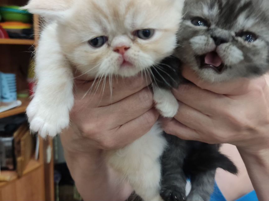 Экзотические короткошерстные котята