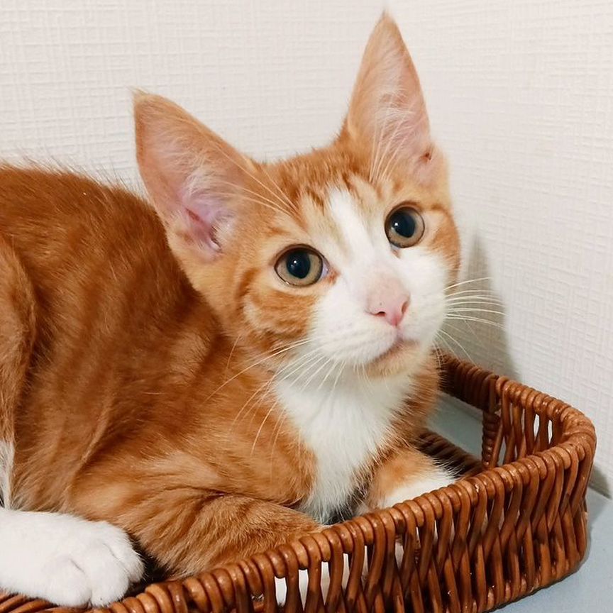 Рыжий котенок в добрые руки