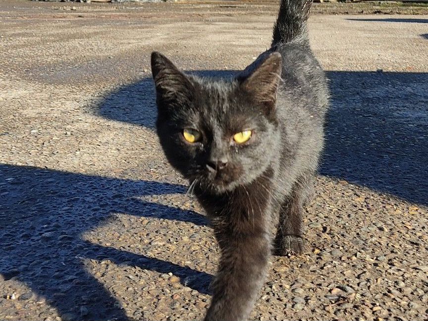 Черный котенок в добрые руки