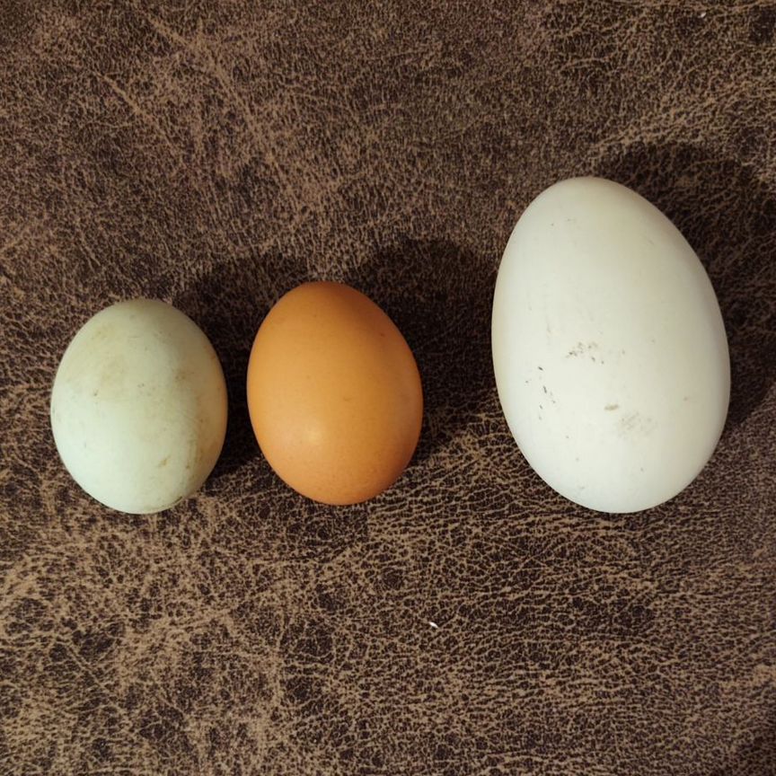 Соберу яйцо на инкубацию гусиное и куриное