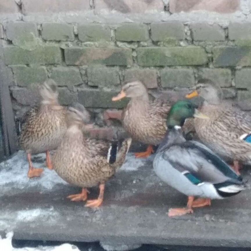 Подсадные утки