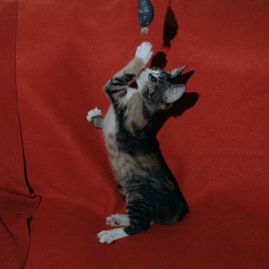 Котенок к счастью. Трехцветный
