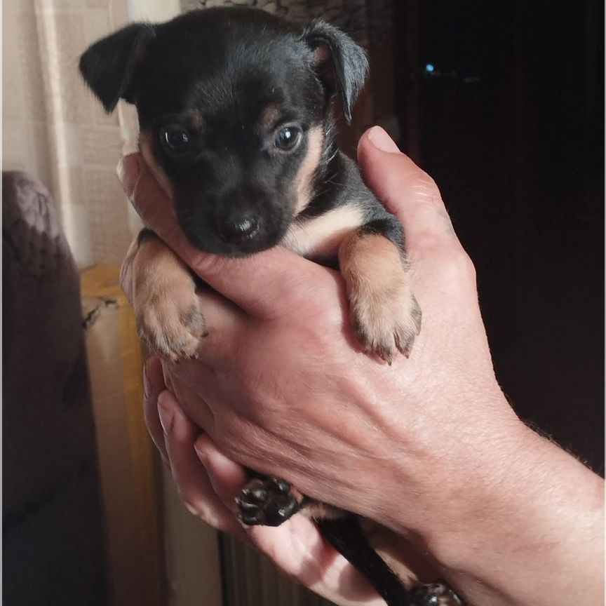 Русский той-терьер, щенок