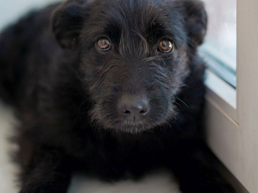 Малышка Лилу ищет дом