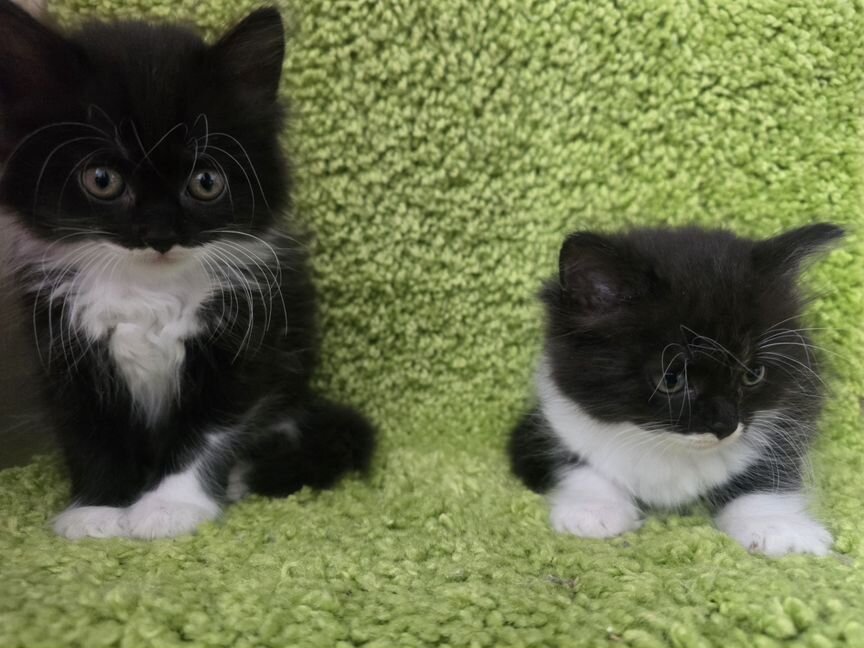 Кошки в добрые руки бесплатно