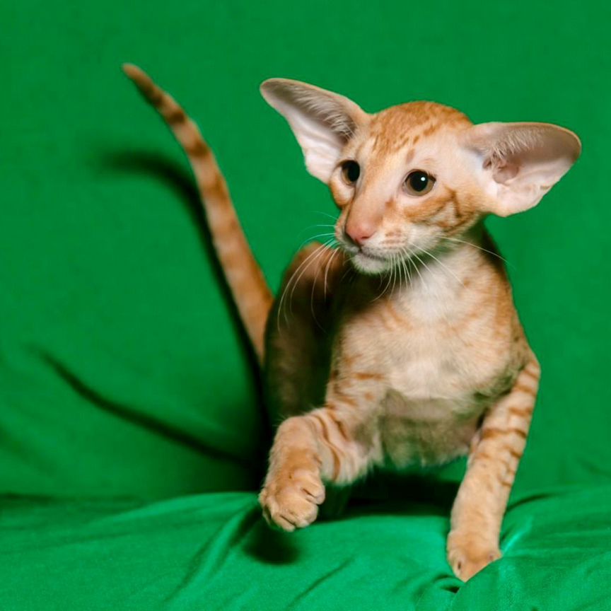 Ориентальный котик