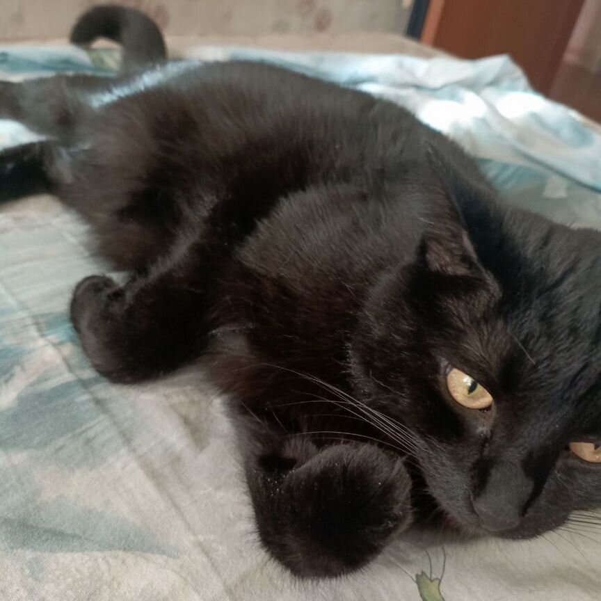 Взрослый кот в добрые руки