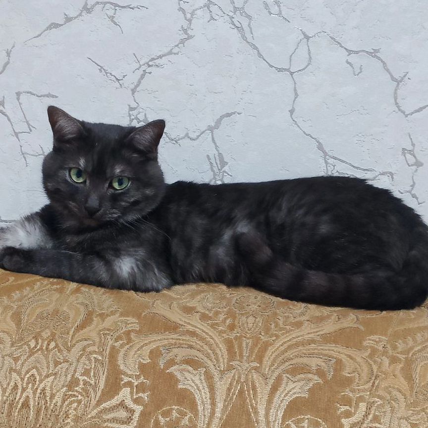 Отдам кота