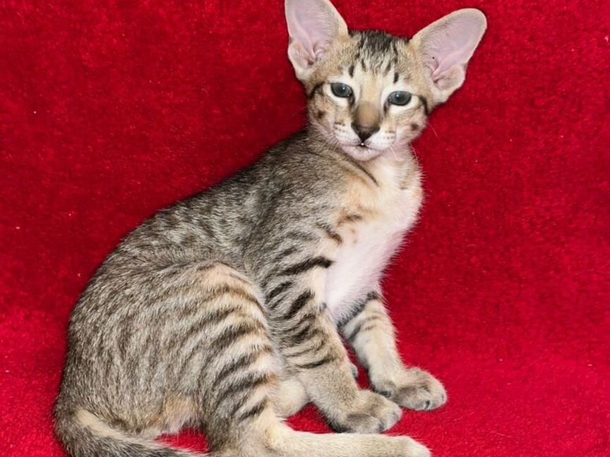 Ориентальные котята