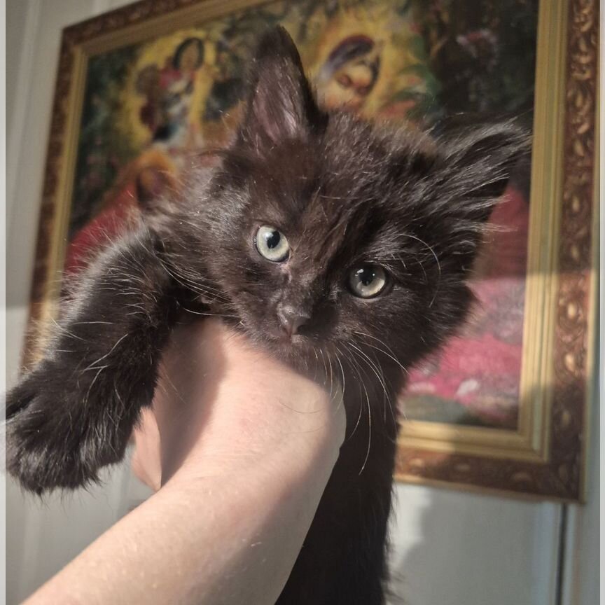 Котёнок в добрые руки