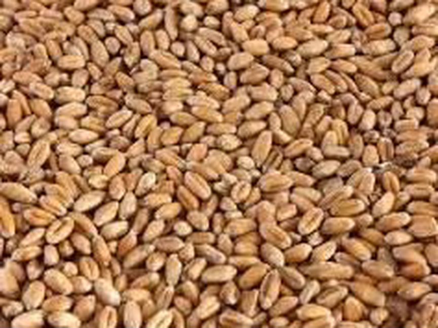 Зерно озимой пшеницы