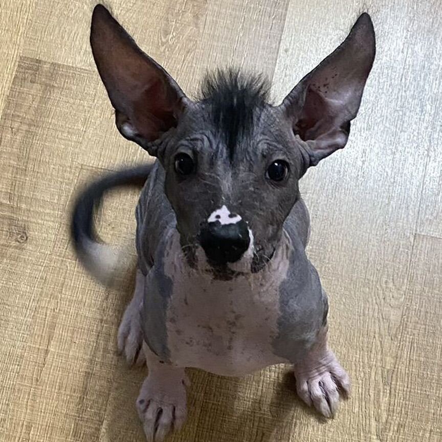 Продам щенка Ксоло