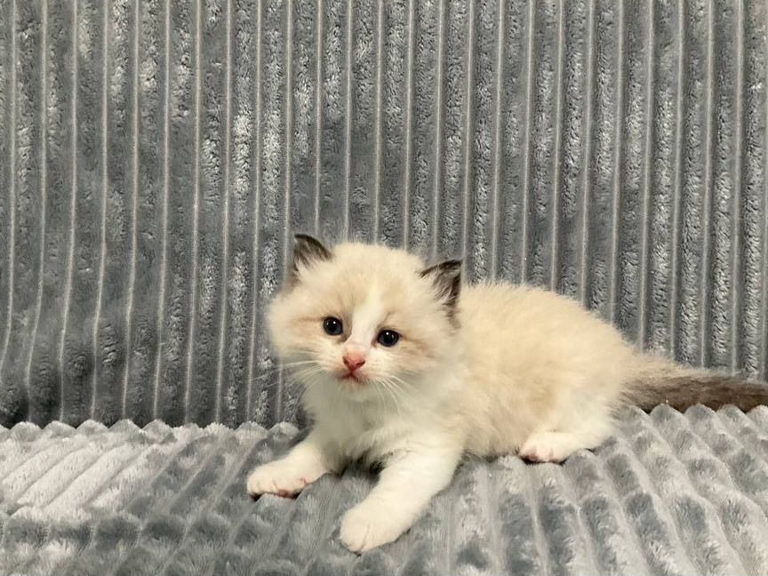 Котята регдолл