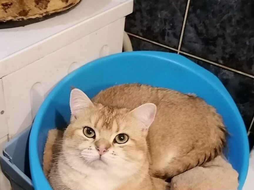 Британский котик