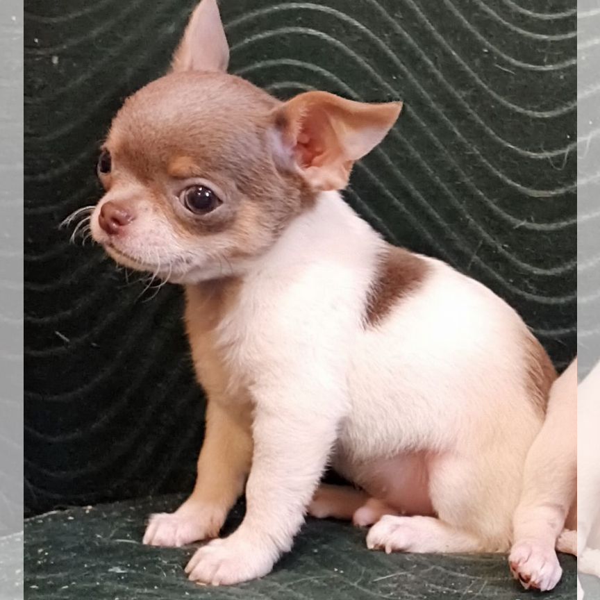 Чихуахуа, щенок