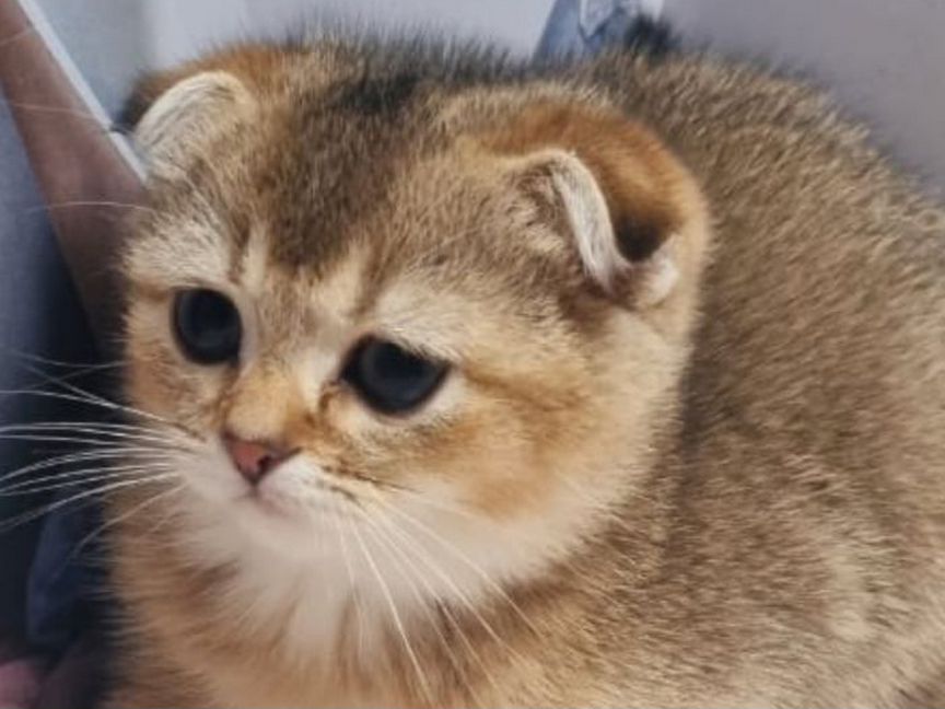 Котята шатландкие золотая шиншилла