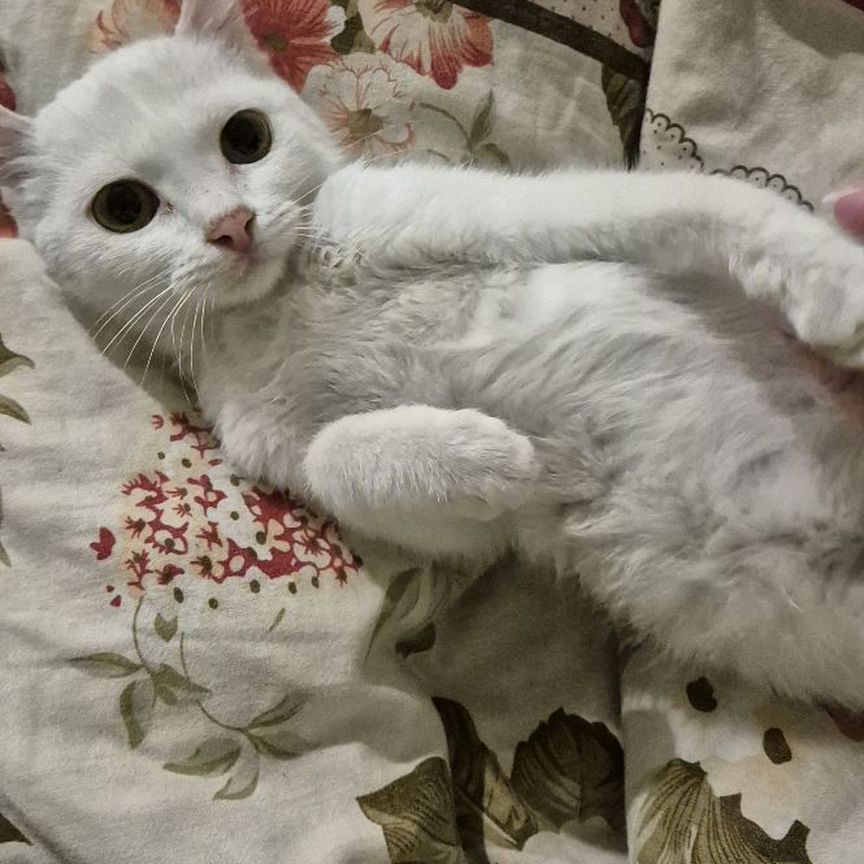 Кошечка милейшее создание