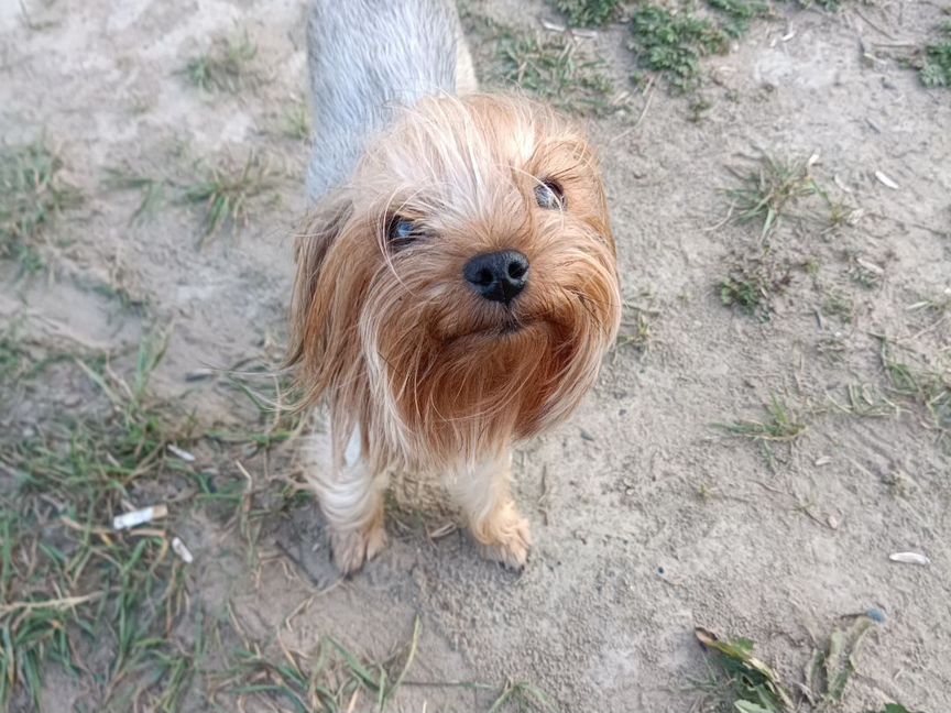 Щенки той пуделя, болонки