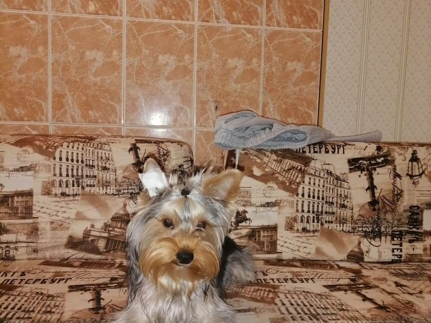 Йоркширский терьер