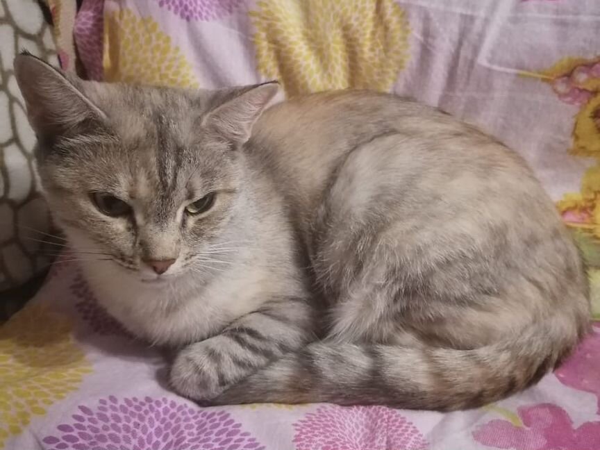 Кошка Алиса ищет хозяина