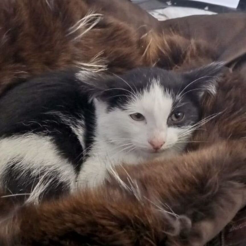 Отдам в добрые руки