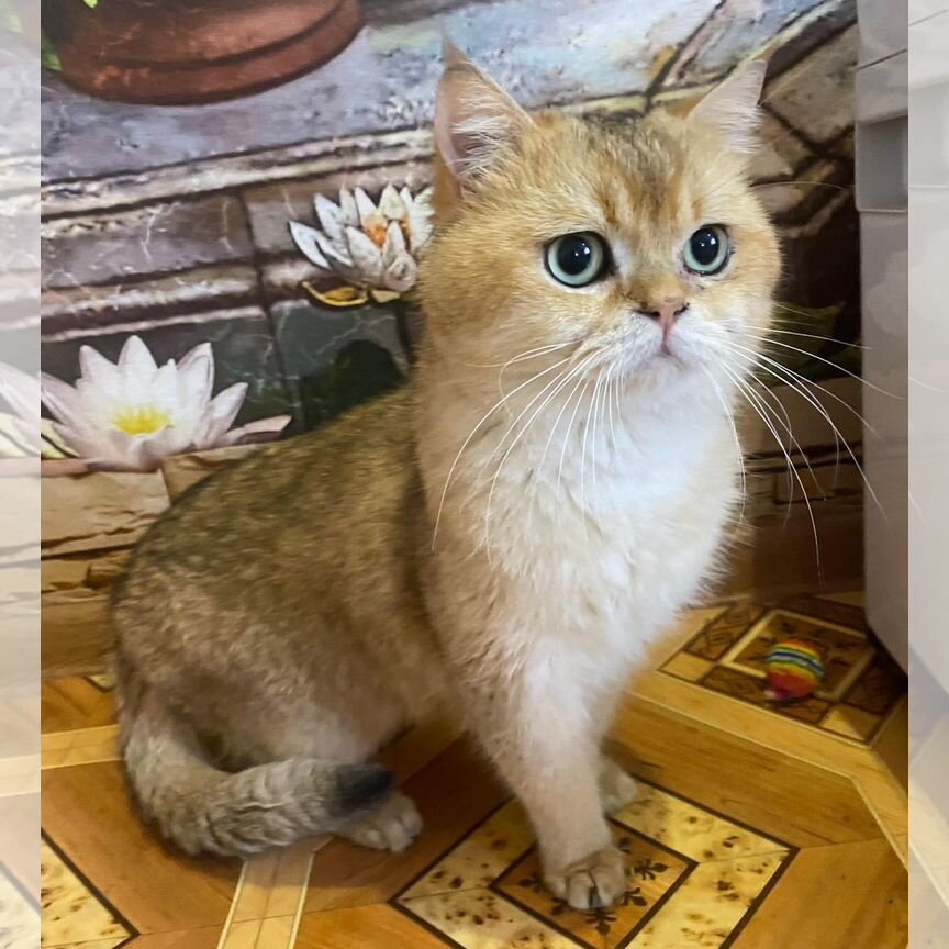 Котик Золотая шиншилла