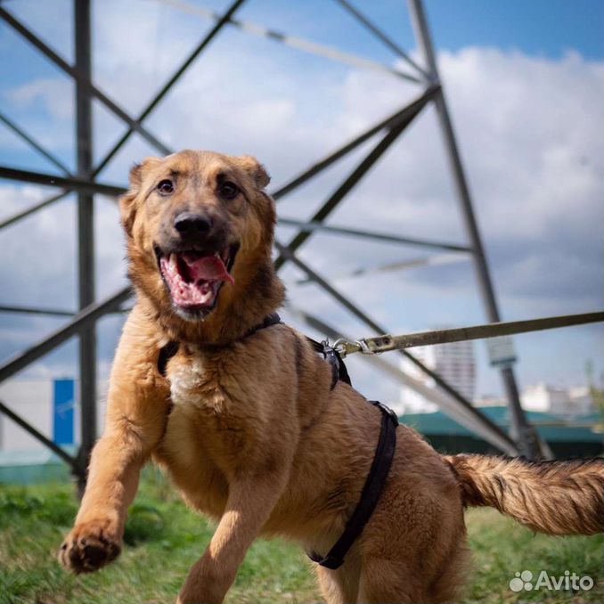 Собака Линда