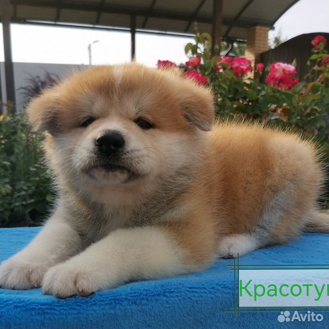 Акита ину щенки шоу класса