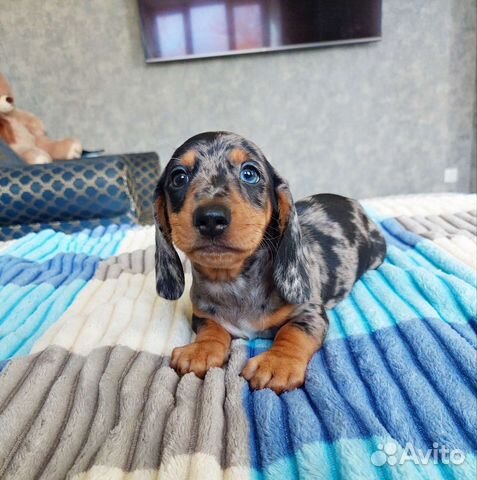 Карликовая такса