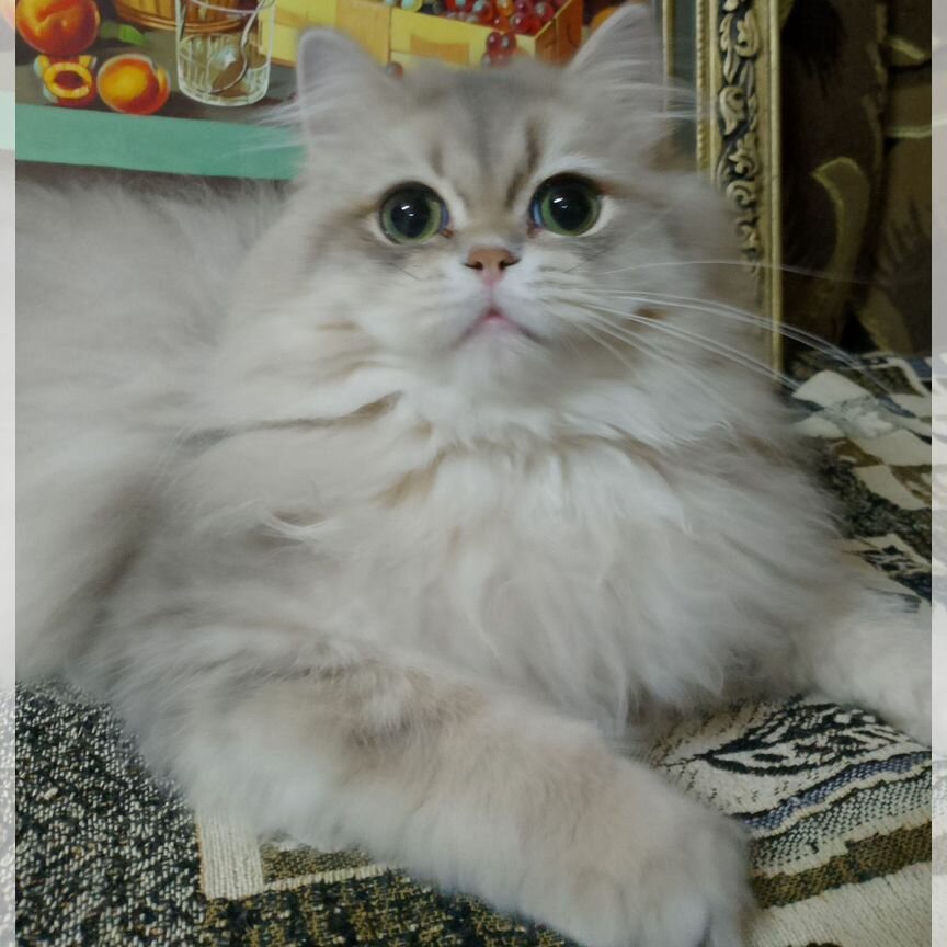 Котята голубое золото