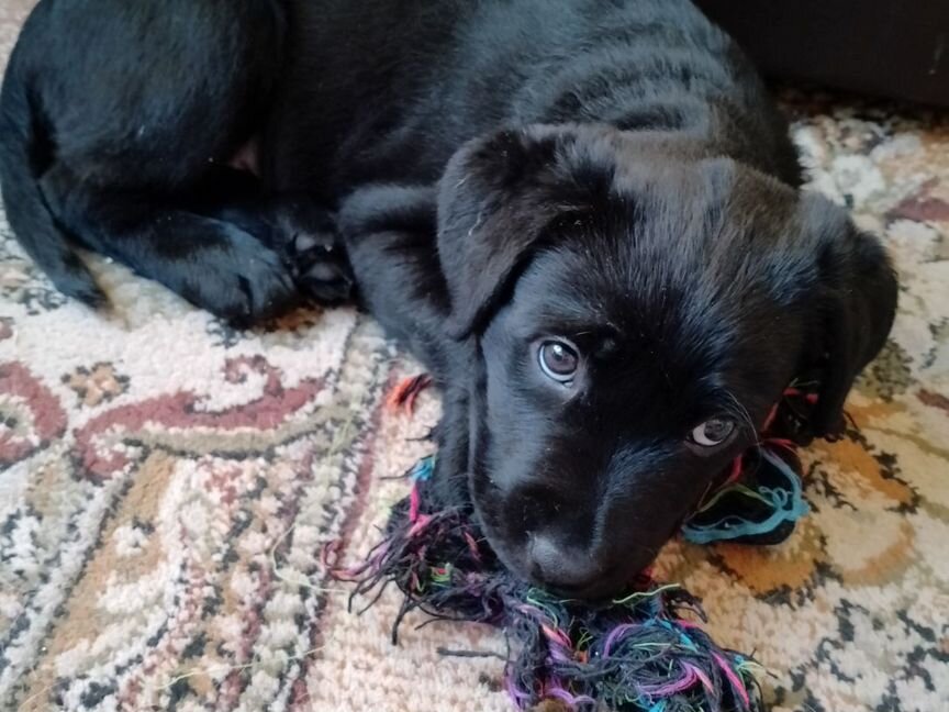 Собака в добрые руки отдам бесплатно