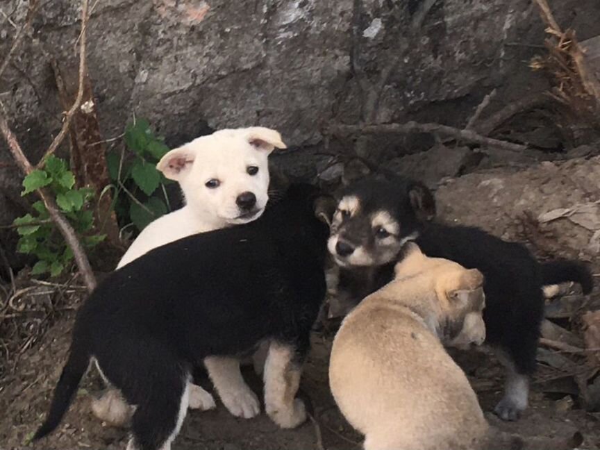 Щенки похожие на хаски