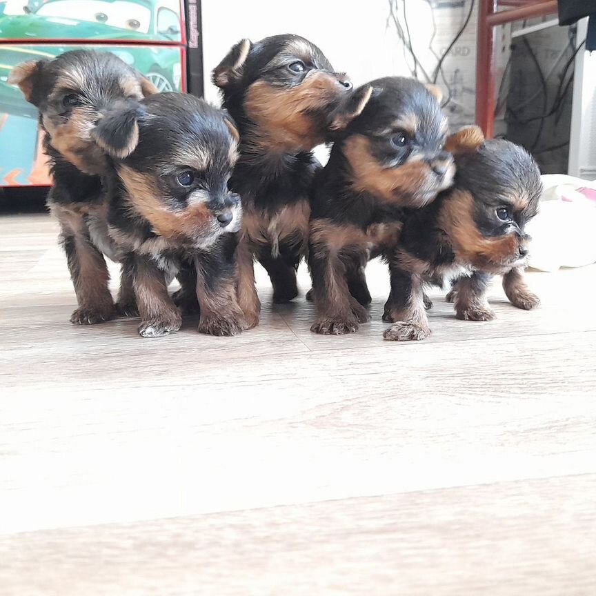 Йоркширский терьер щенки