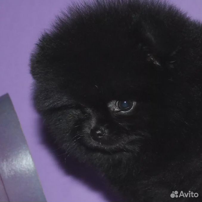 Шпиц. Красивая помераночка