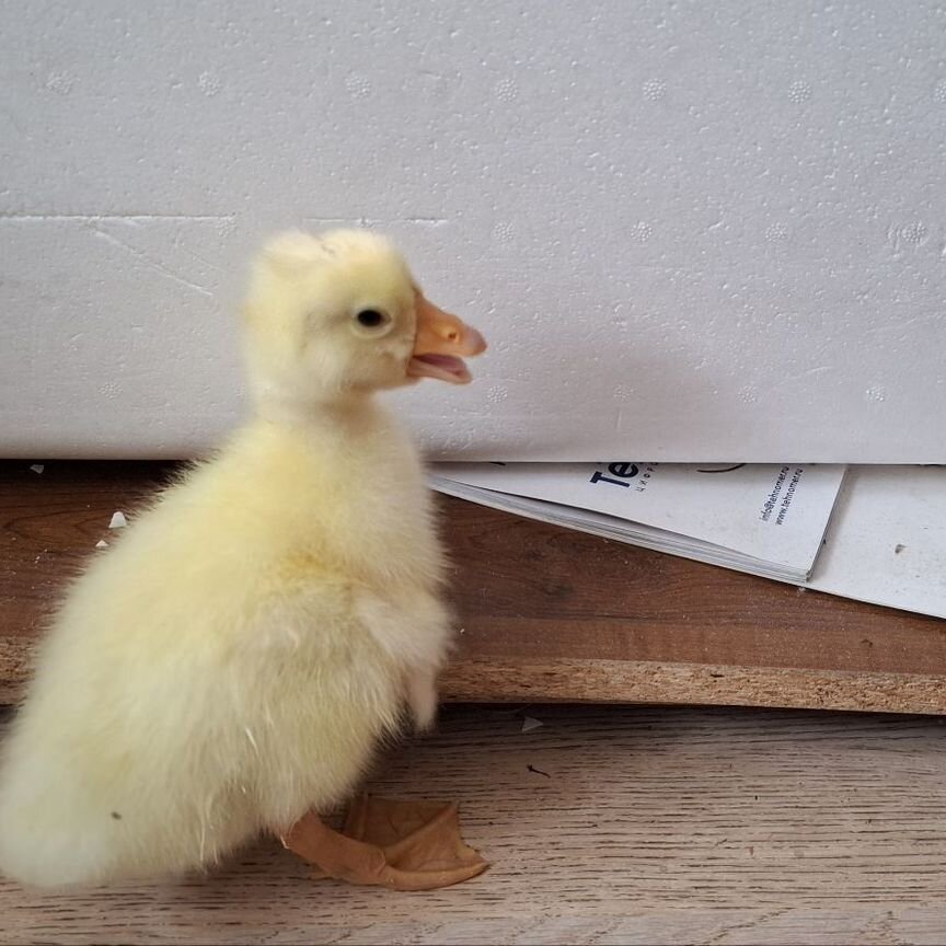 Продаются гусята