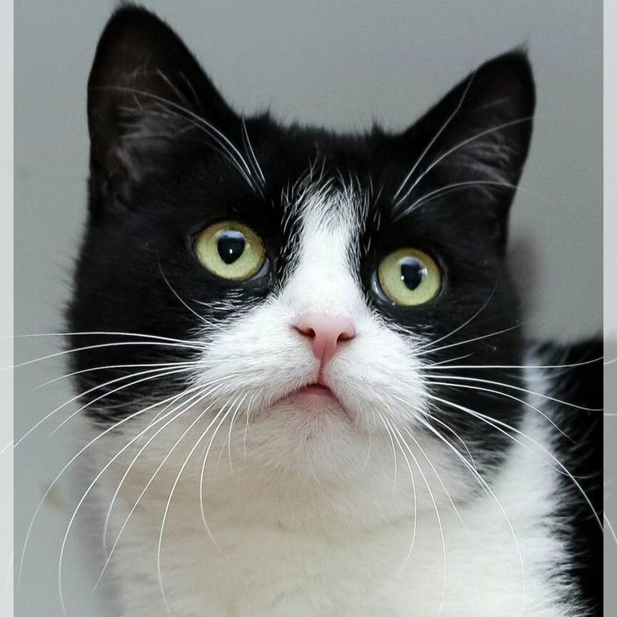 Ласкуша для уюта спокойная стерилизована молоденьк