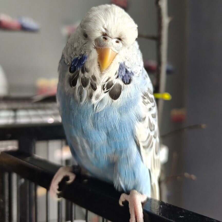 Выставочные попугаи (чехи) птенец самец и самки