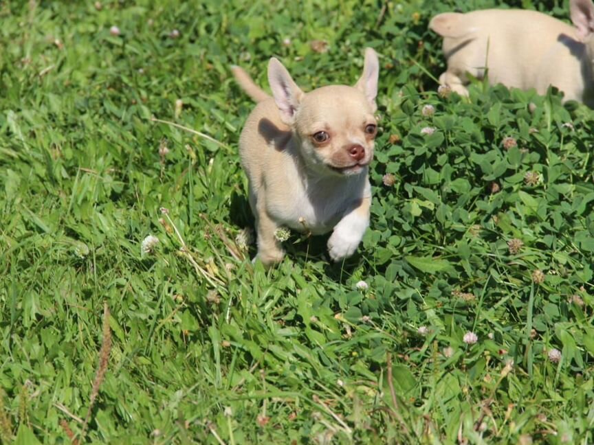 Щенки чихуахуа мини и стандарт