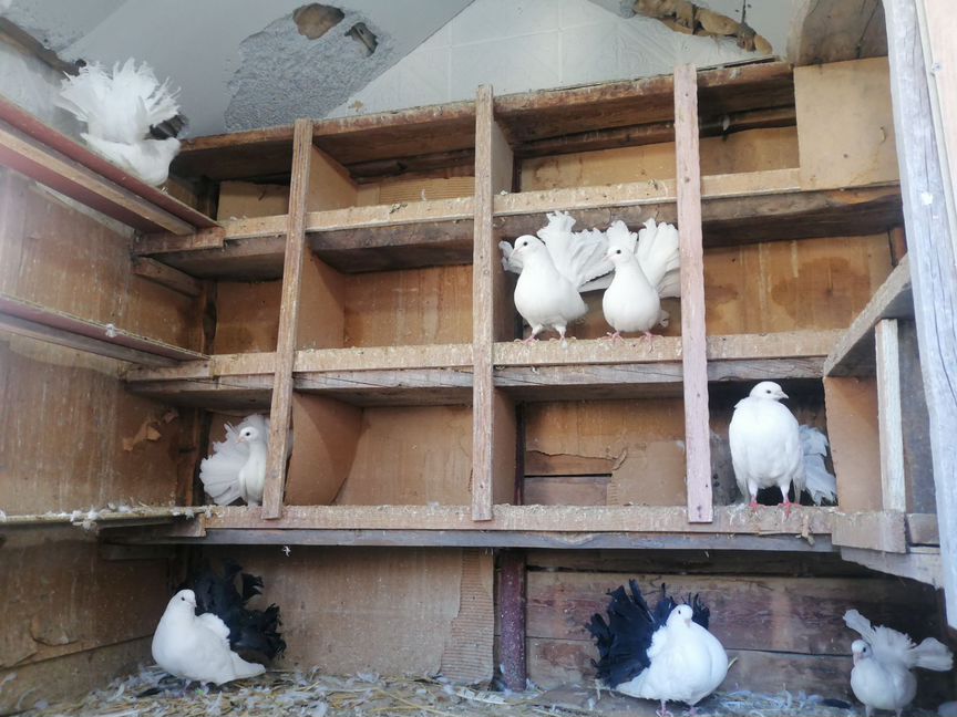 Голуби павлины